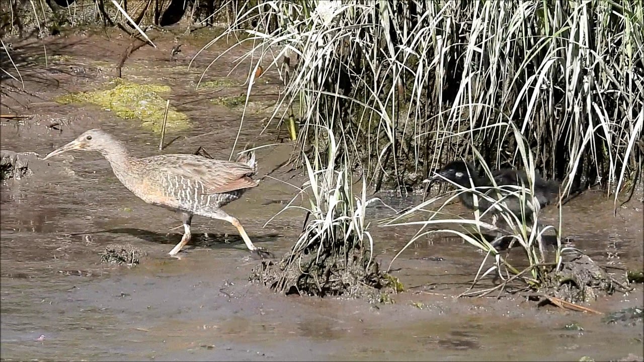 MNSA Clapper Rail with chicks! - YouTube