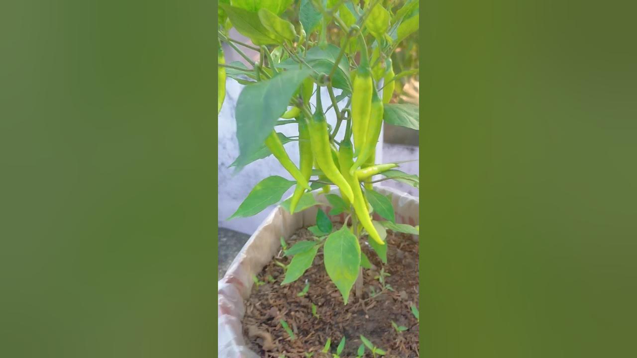 organic vegetables#vegetables #organicfarming #organic #chilli #homegarden #youtubeshorts #short ...