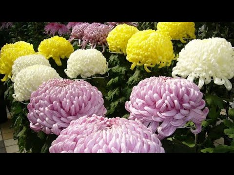 chrysanthemum (Gul e daudi) in different varieties and colours - YouTube