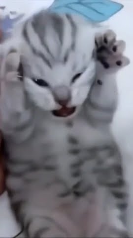 cute cat going crazy - YouTube