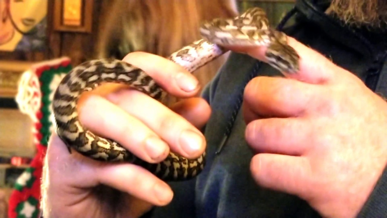Understand Why Your Snakes Act Like They Do - YouTube