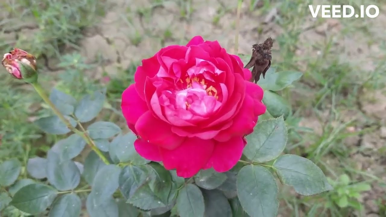 Vlog 83| Review of beautiful rose flower in my nursery. Natural Vlog ...