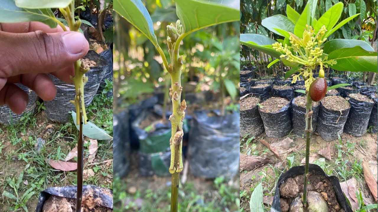 Simple Avocado Grafting technique 100% Successful | growing avocado ...