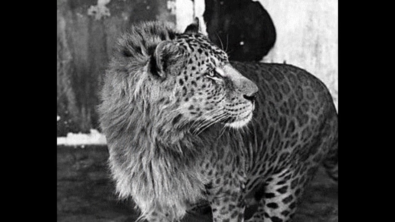 Real Hybrid Creatures in The World 2015 - YouTube