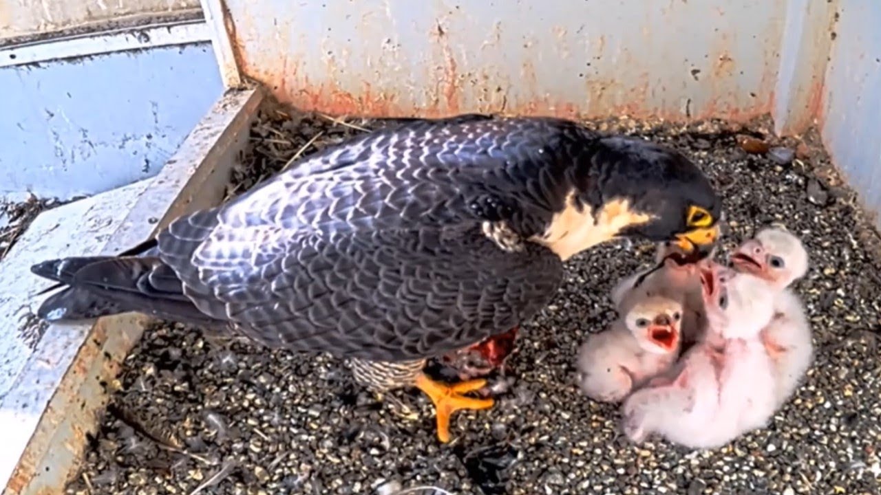 p11- Review parent bird and baby birds life in their nest, bird nest ...