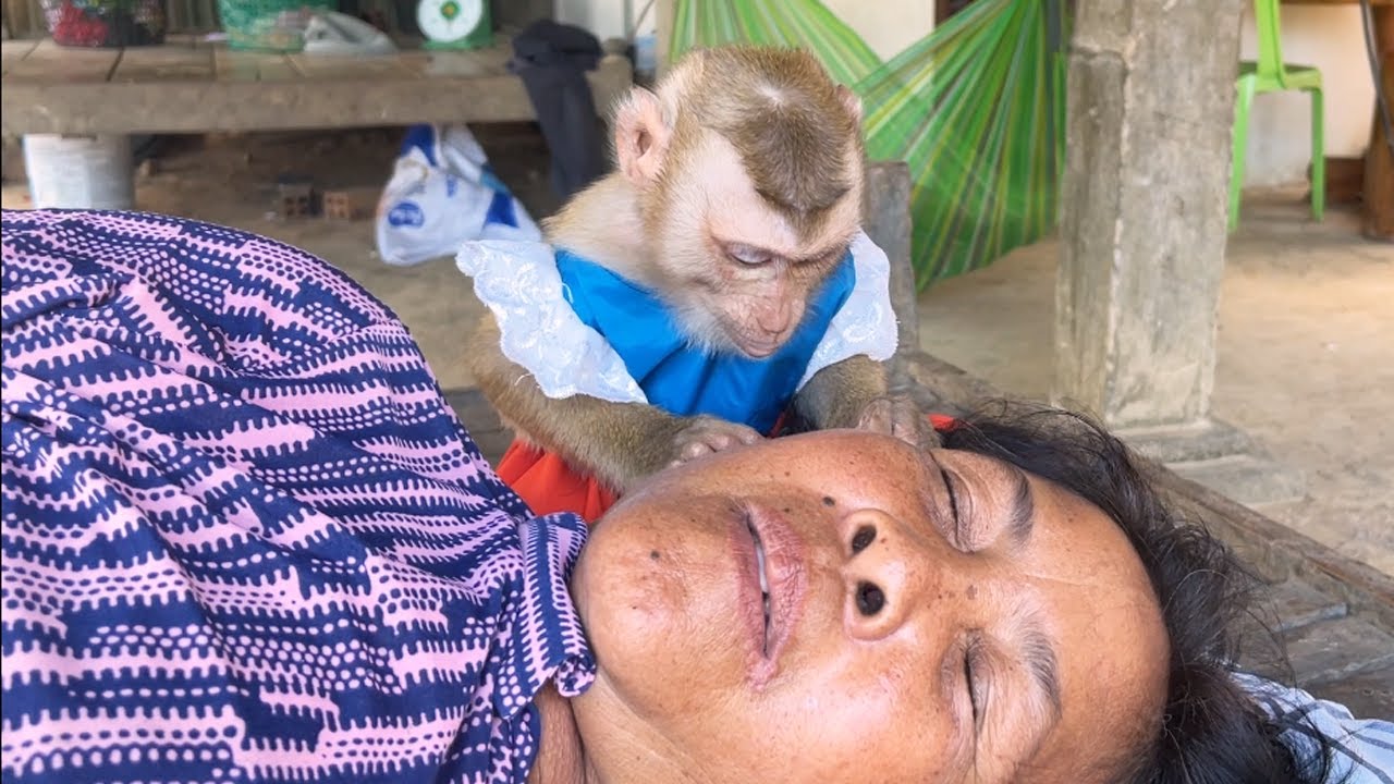 ASMR Monkey Grooming Oddly satisfying relaxing meditation - YouTube