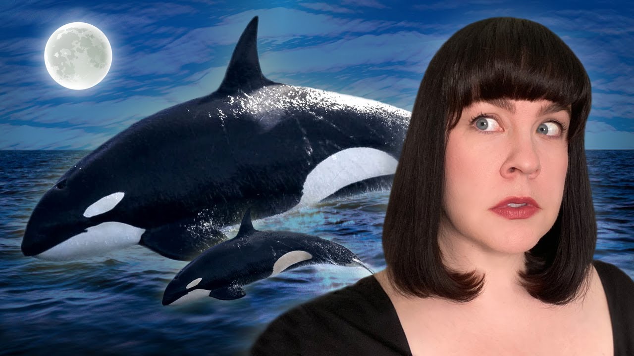 The Death Rituals of a Grieving Mother Orca - YouTube