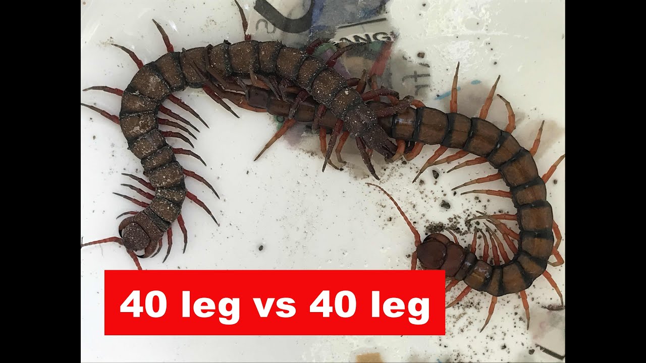 40 leg vs 40 leg - YouTube