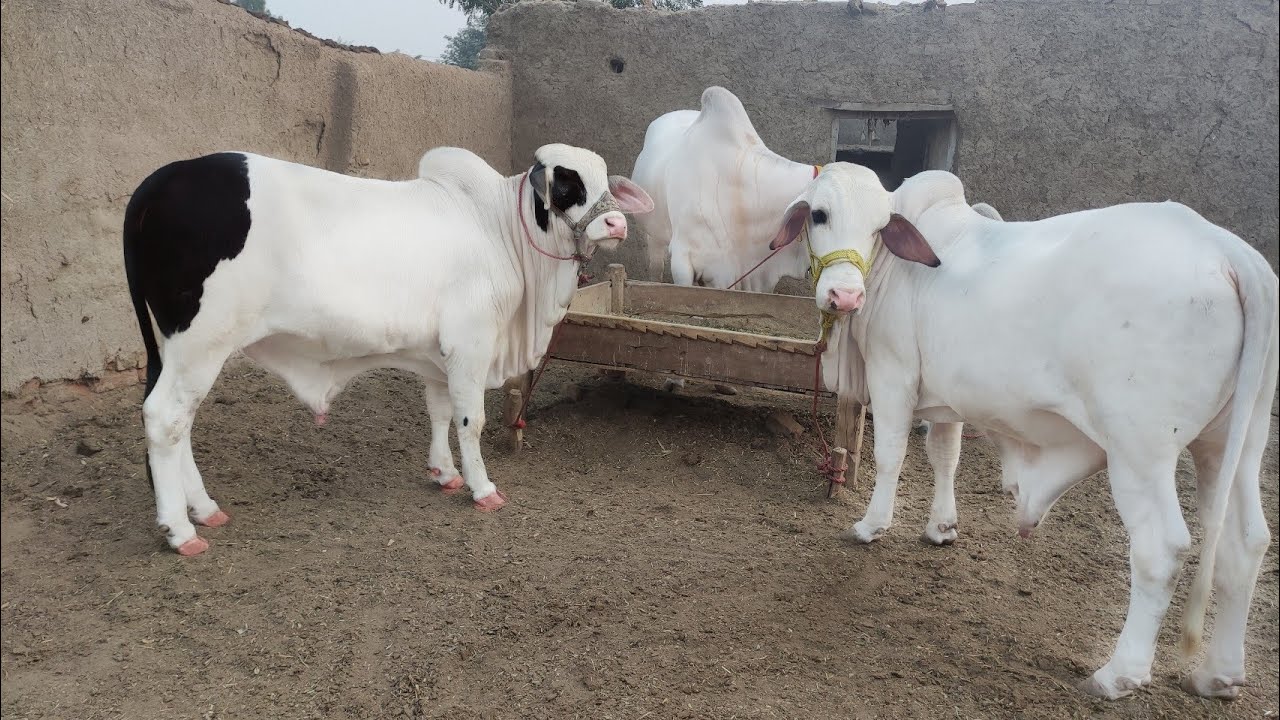 beautiful abluk Nokra Brahman bull || Cholistani Brahman Nokra || Adnan ...
