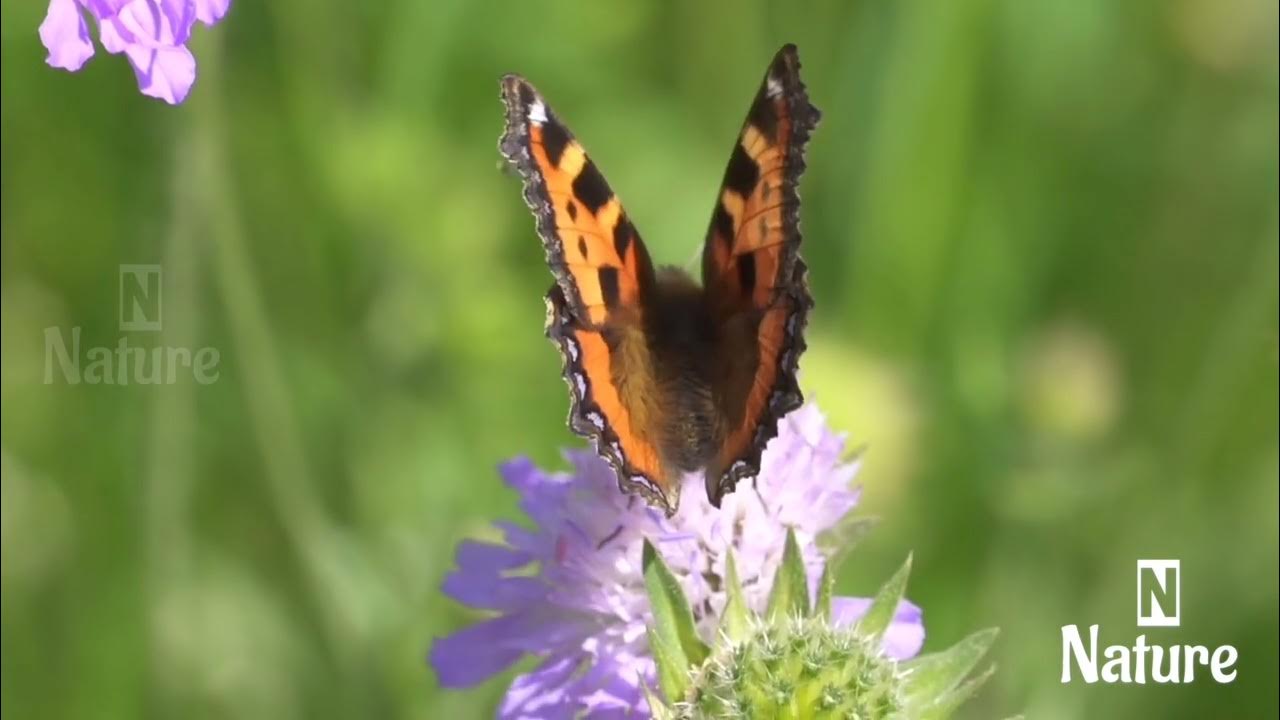 nature | butterfly | Nature's Winged Wonders | insect | forest ...