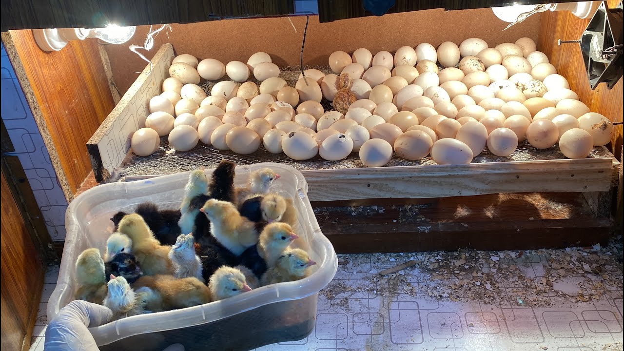 HOMEMADE WOODEN BOX INCUBAOR HATCHING RESULT - Homemade Incubator ...