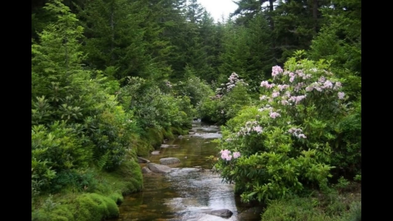 Naturecore Compilation - YouTube