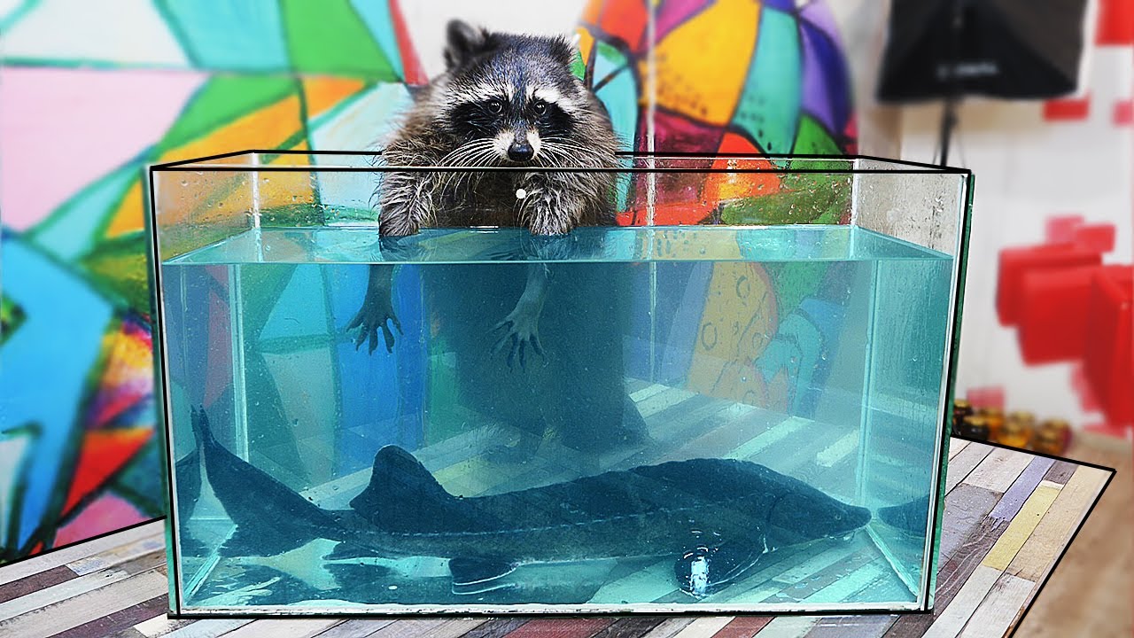 RACCOON HYPE saw a LIVE STURGEON for the first time 🐾 - YouTube
