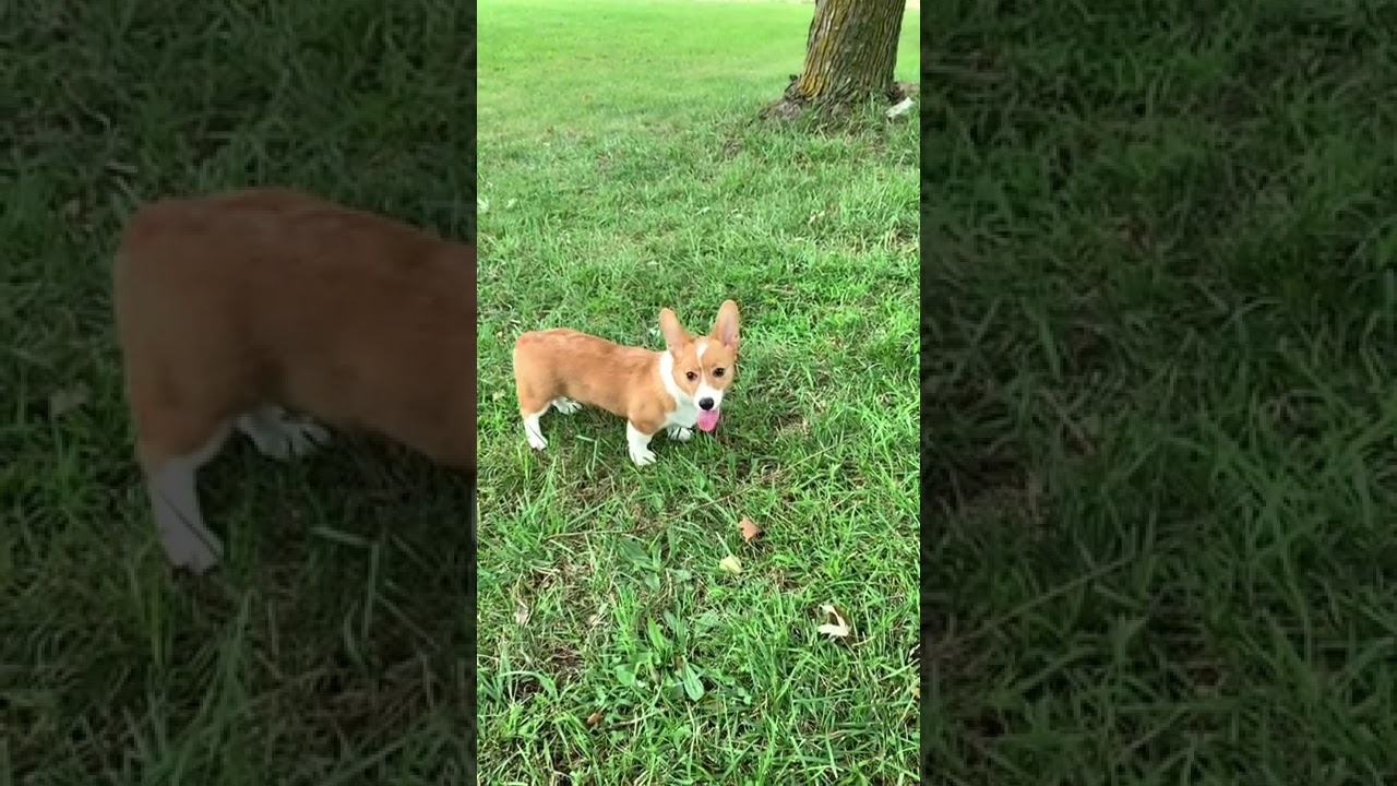 Zoe the adventure Corgi getting her run time before an adventure #corgi ...