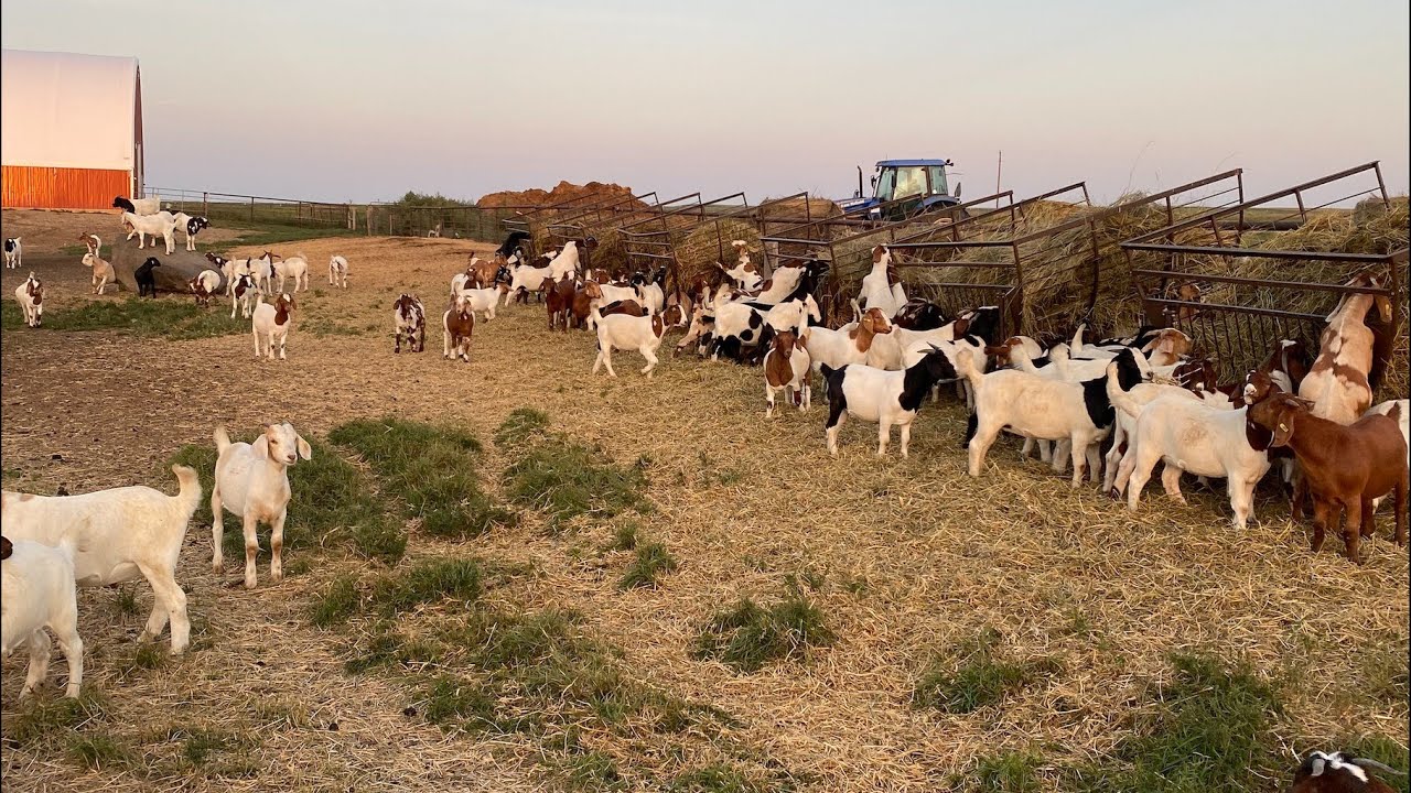 Goat health walk through with Dakota Wind Meat Goats - YouTube
