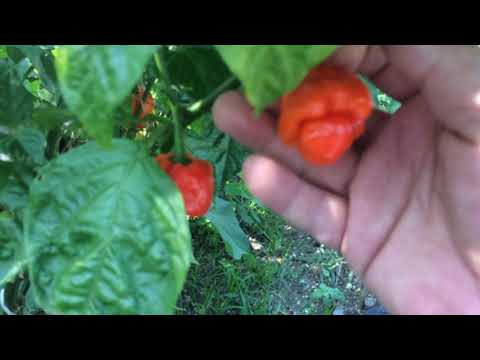 Dünyanın en acı biberini yetiştirdik California reaper