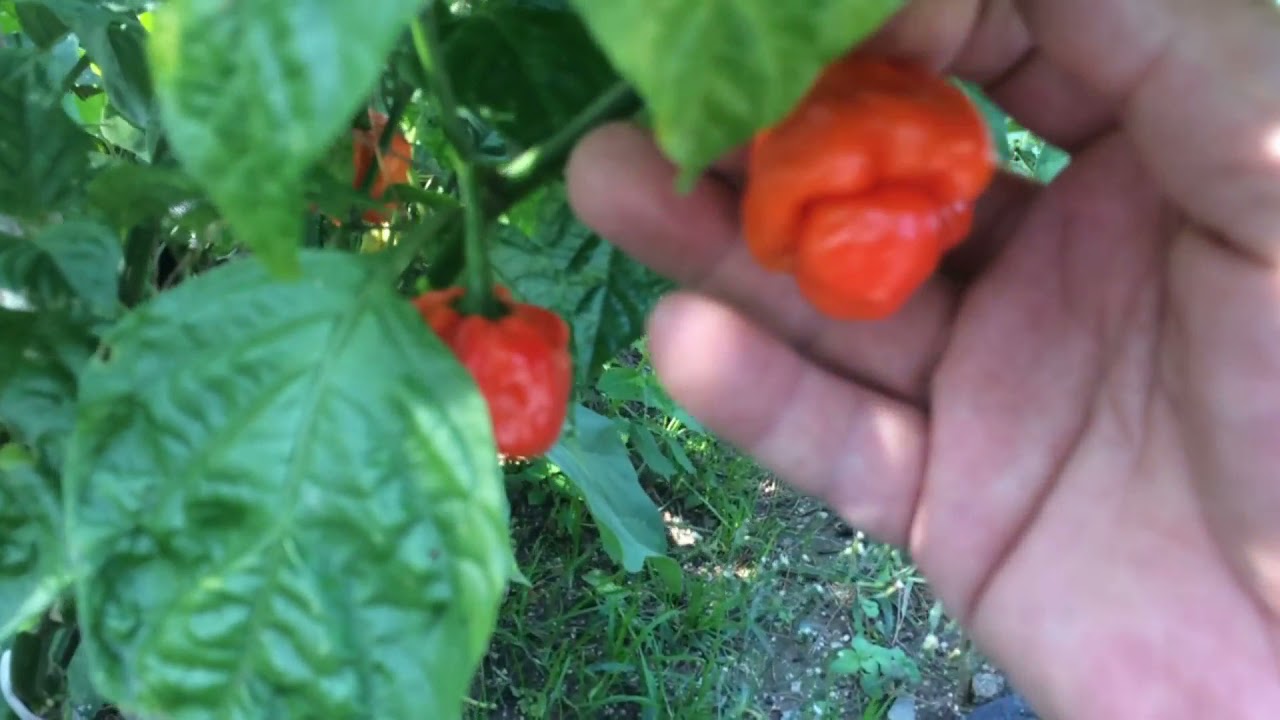 Dünyanın en acı biberini yetiştirdik California reaper - YouTube