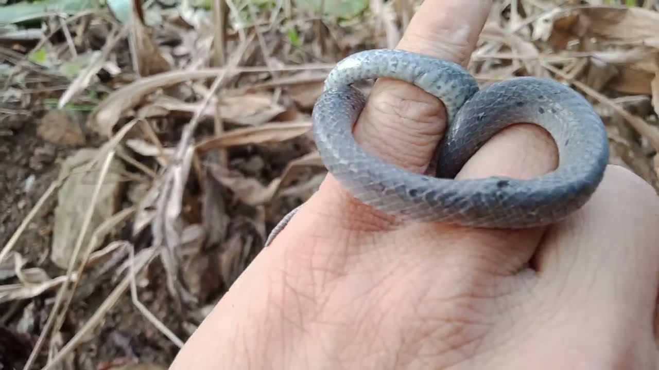 bắt được con rắn cực lạ - YouTube