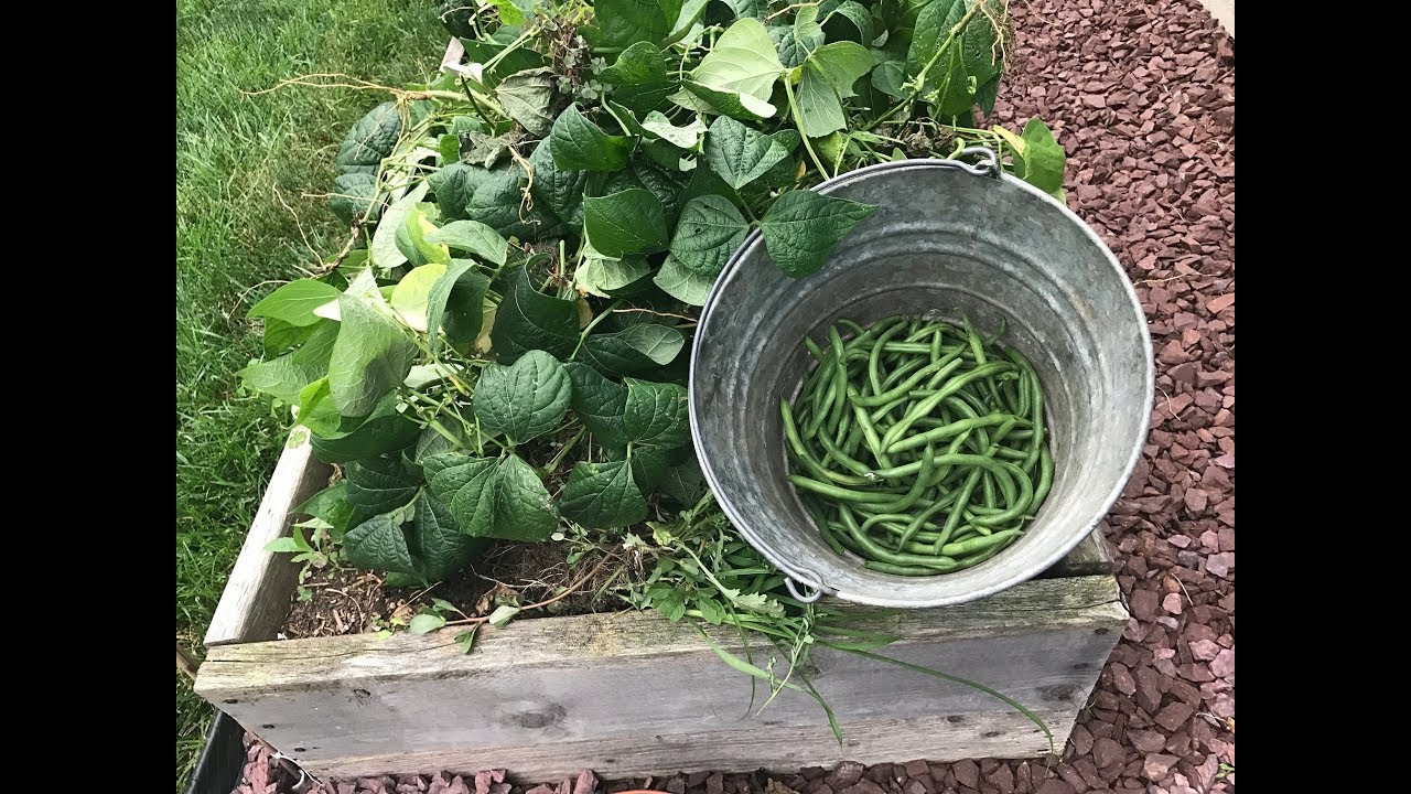 When should you harvest Your beans - YouTube