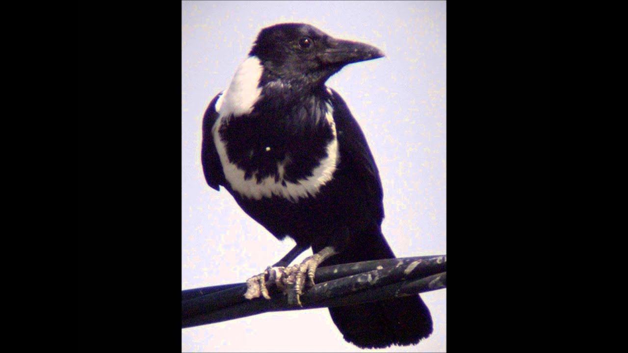 The Collared Crow - YouTube