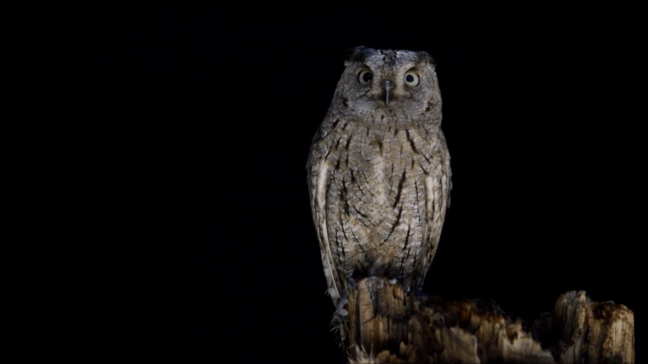 Autillo europeo (Otus scops) - YouTube