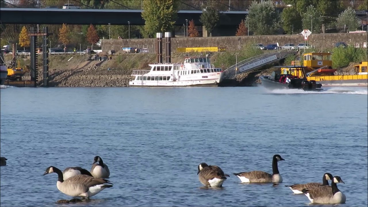 Der Wasserstand am Rhein sinkt weiter - YouTube