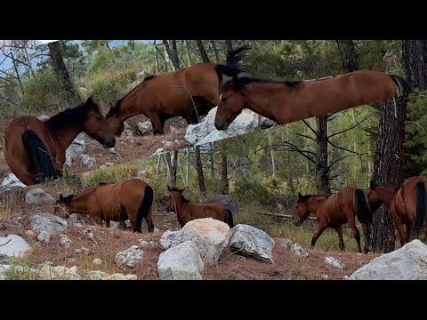Sahipsiz Gezen Atlar ! Bu atları evcileştirmek ve yakalamak çok zor!