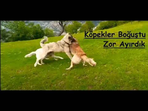 Kangal Köpekler Boğuştu - Eren Meşe