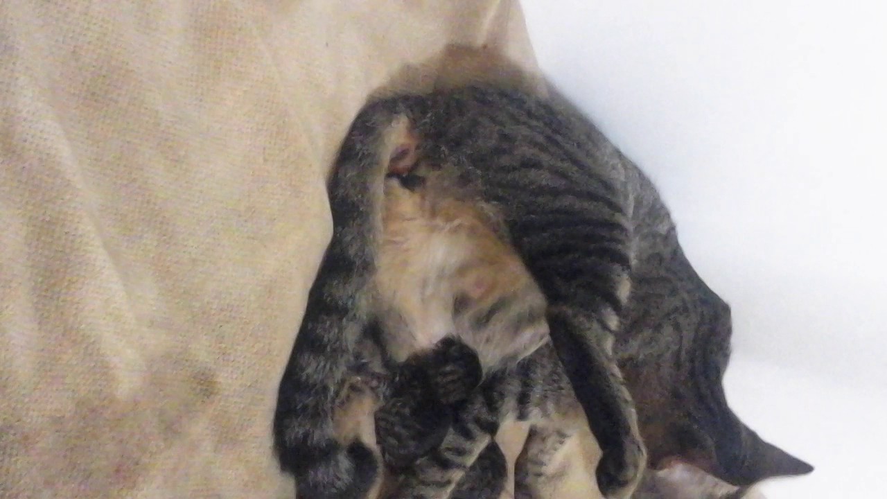 **MUST SEE CAT GIVES BIRTH TO A BREACH KITTEN*** PAINFUL TO WATCH - YouTube