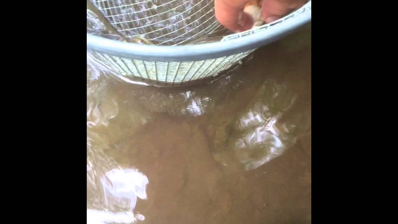 Pulling 3 Gee's minnow traps - YouTube