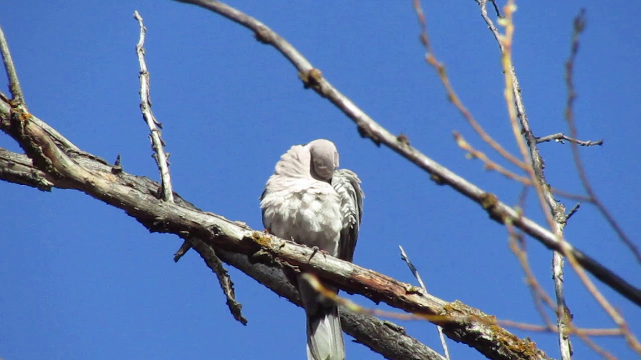 Doves in the Wild Yakima Washington: A Morning Dove and Nesting ...