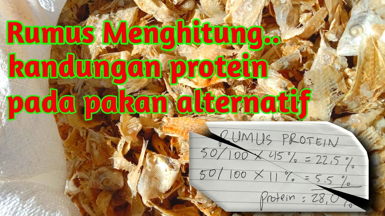 menghitung kadar protein pada pakan buatan untuk lele #protein # ...