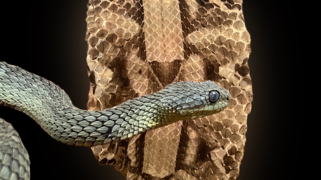 Da Snakes are Shedding - YouTube