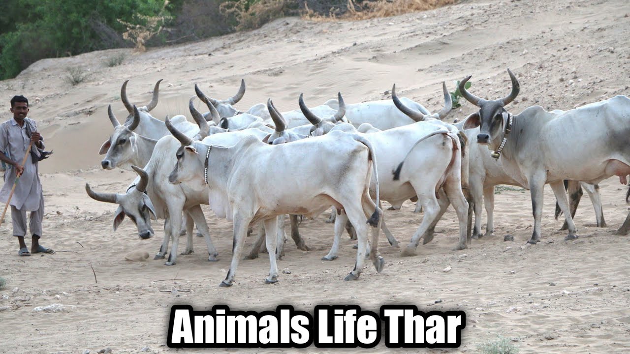 Thar Animals | Animal life in thar | thar documentary | Thar Desert PK ...