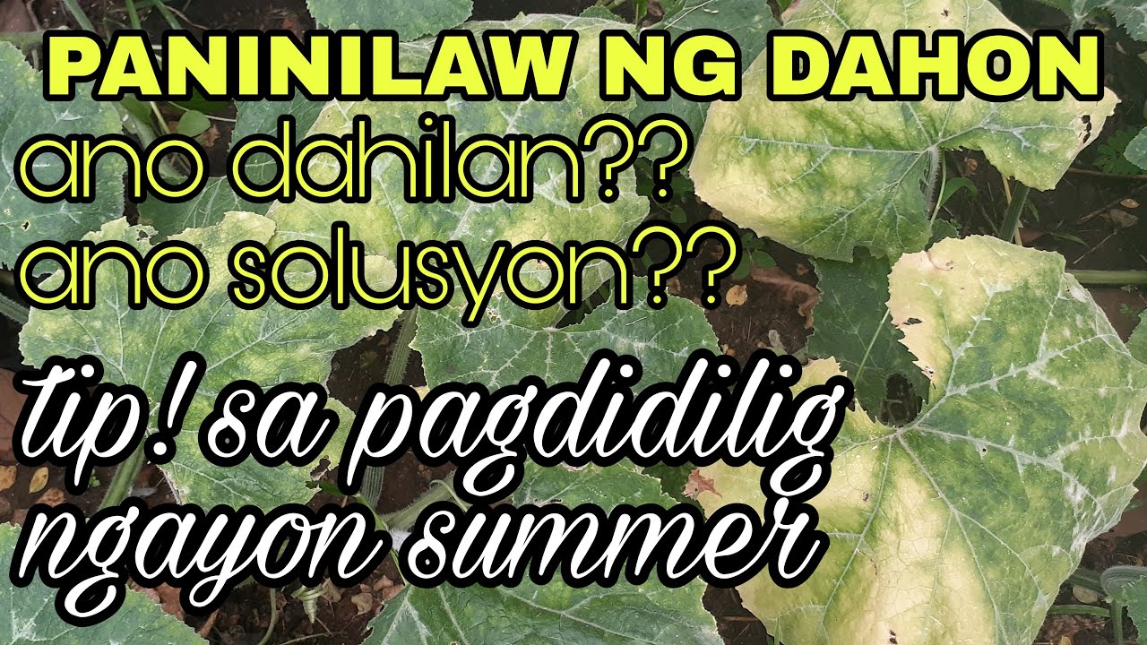 Dahilan at Solusyon sa Paninilaw ng Dahon sa inyong Halaman,, TIP! sa ...