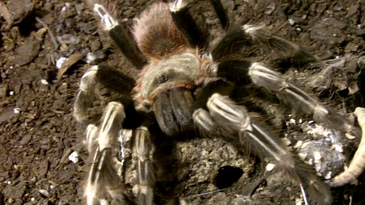 Tarantula Feeding Video 133 Part 2 - From "L"ove to "P"assion :) - YouTube