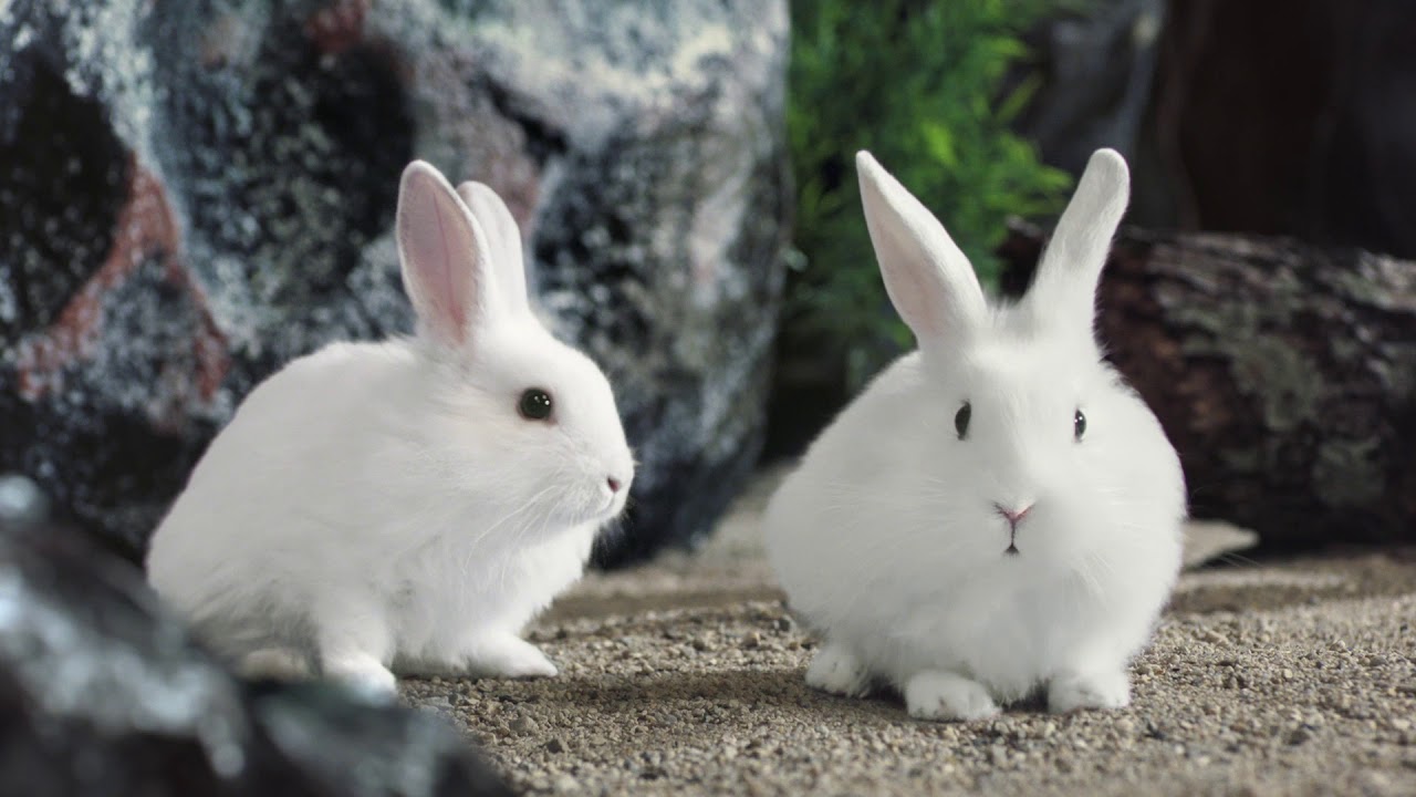 The DBS Multiplier Account – Do Less, Multiply More! - YouTube