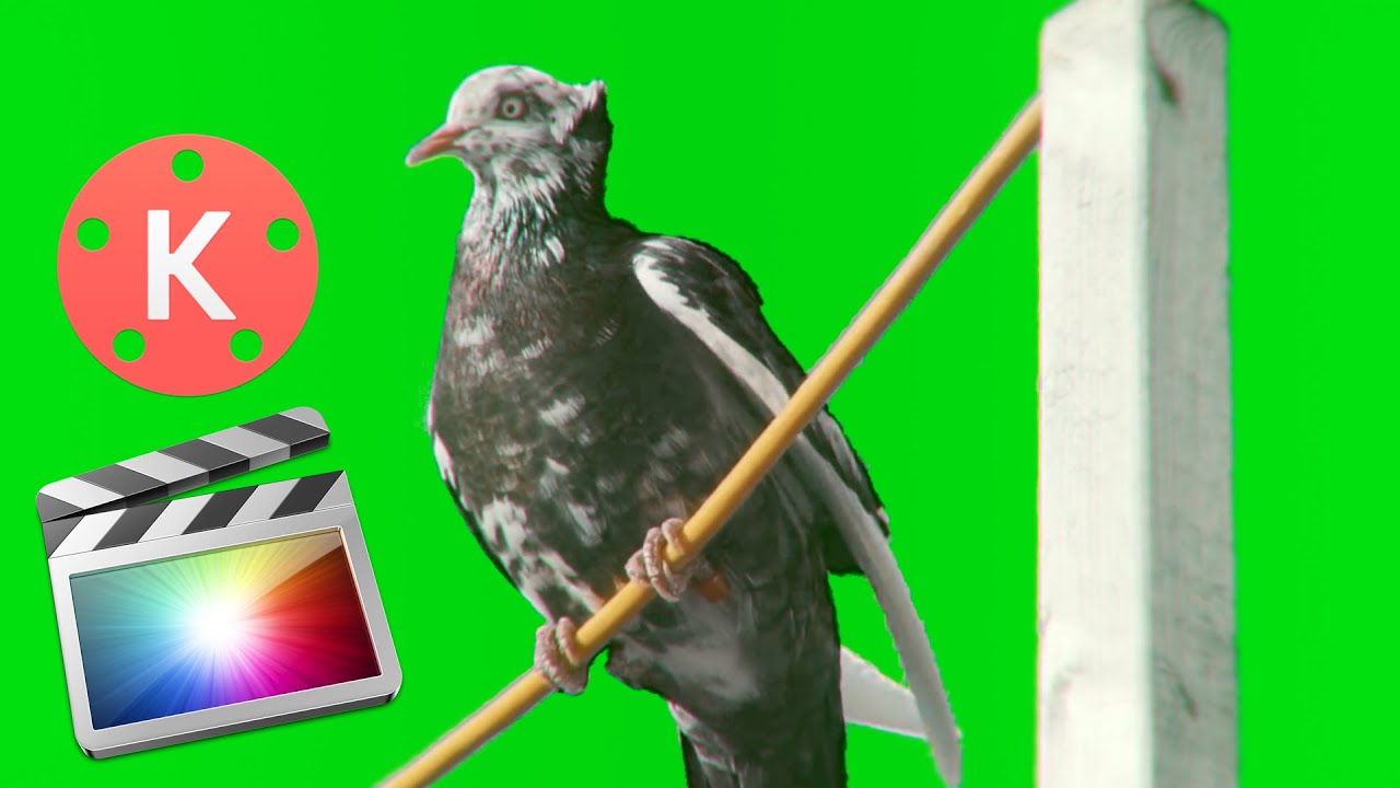 Dove Bird Green Screen Effects | Chroma Key Dove Pigeon 4K - YouTube