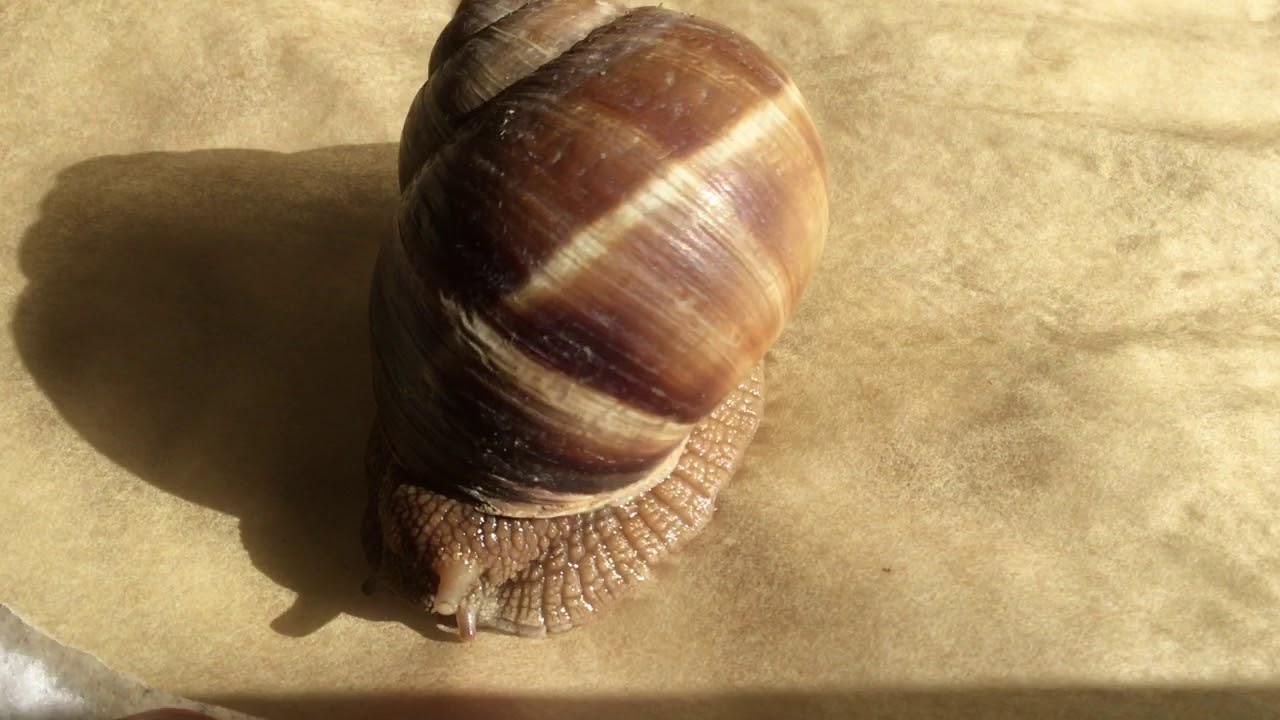 smart snail can analyze behaviors - YouTube