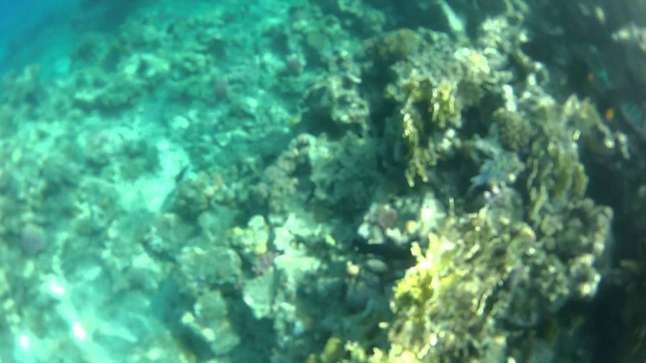 Snorkelen Rode Zee 3 - YouTube