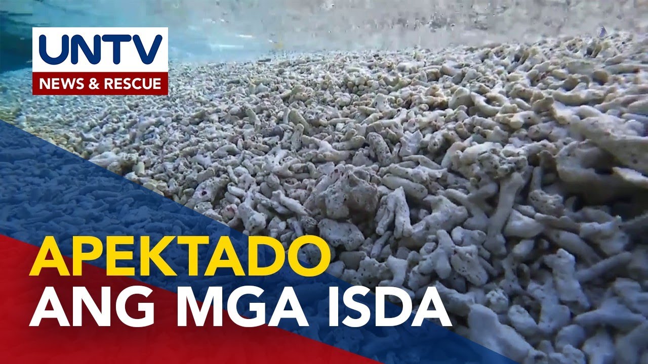 Supply ng isda, apektado ng pagkasira ng 2 bahura ng Pilipinas — marine ...