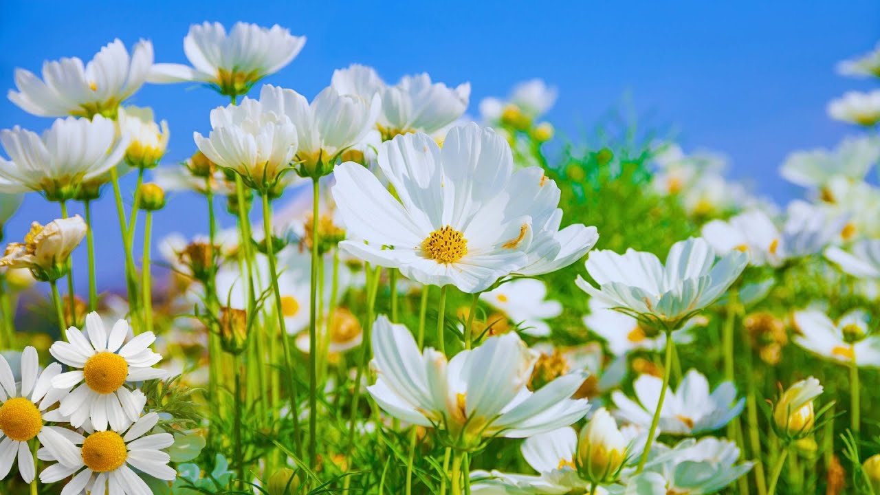 Piano relaxing music 🌿 Heals the mind, Music Heals The Whole Body ...