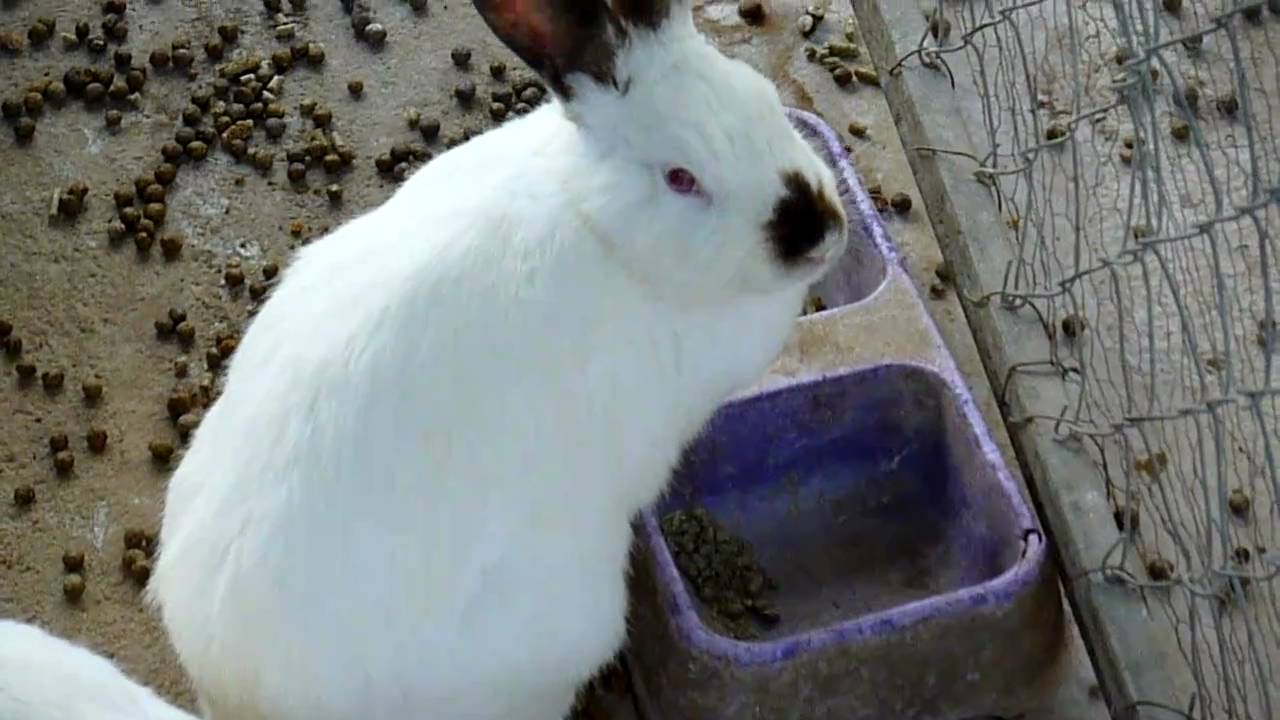 CUTEST BUNNIES EATING EACH OTHER CANNIBAL RABITS - YouTube