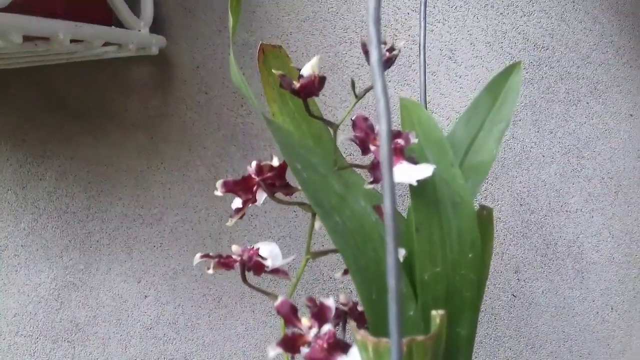 Oncidium Heaven scent "redolence" - fragrance orchid - YouTube