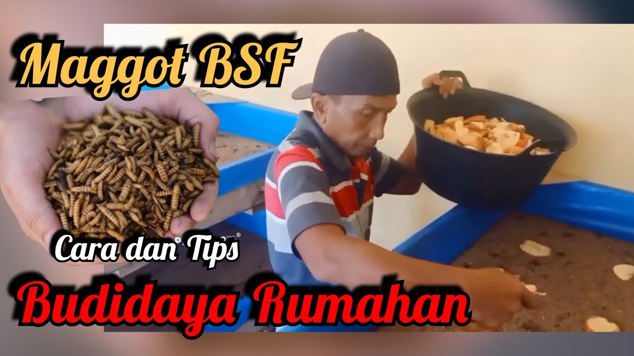 Cara Mudah Budidaya Maggot, Tips dan Trik Raup Untung - YouTube