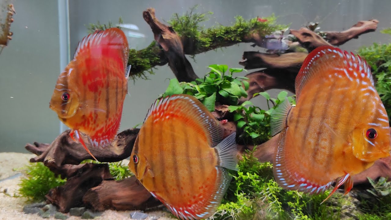 Aquascaping For Discus - YouTube