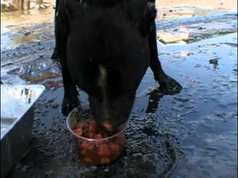 rBook Workshop: Anchor Video: READ 180 Next Generation - YouTube