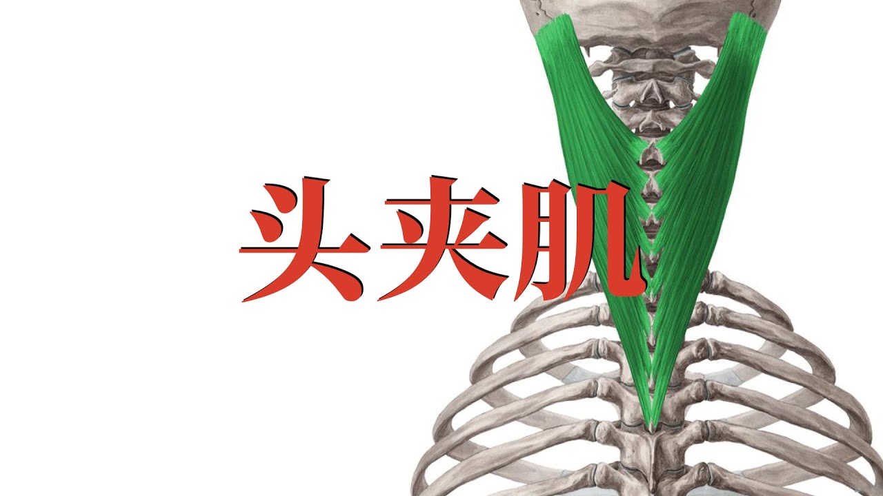 头夹肌 Splenius Capitis Muscle Youtube
