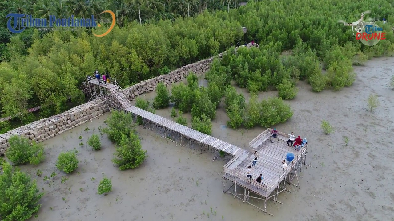 MEMPAWAH MANGROVE PARK - YouTube