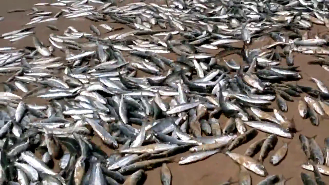 Chakara in the bay of Artungal beach - YouTube